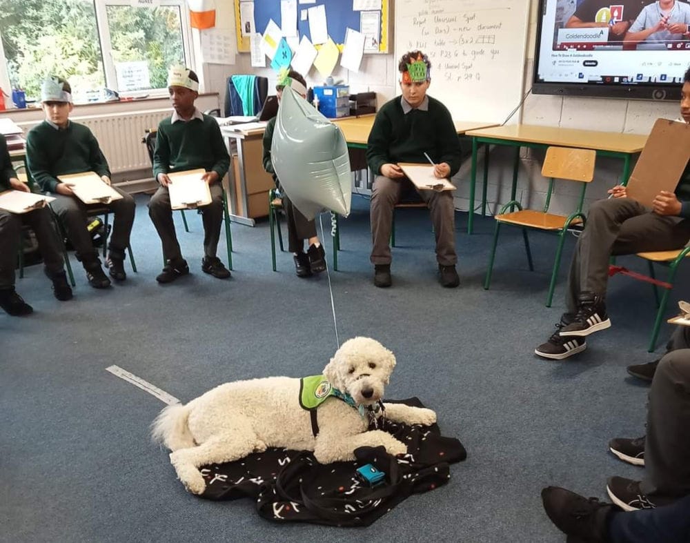 School Therapy Dog | St. Patrick's B.N.S.